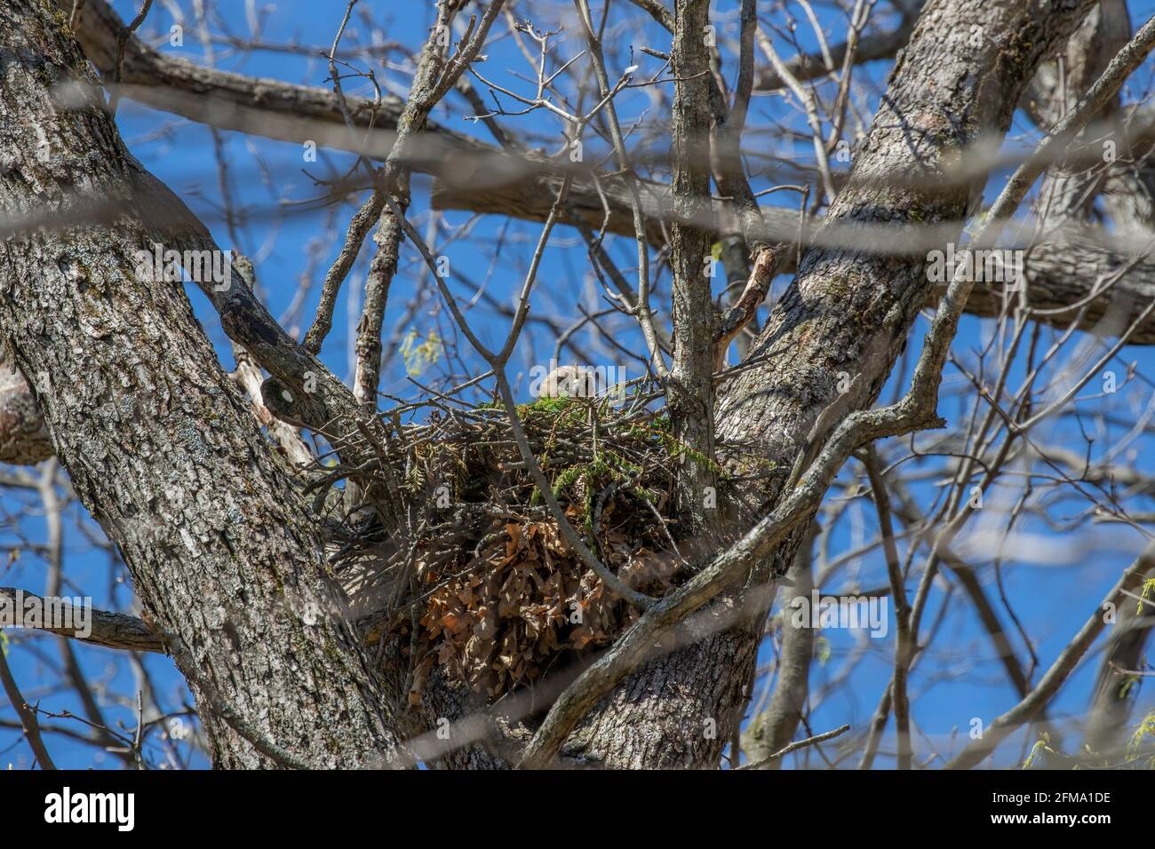 Red shouldered hawk nest hi-res stock photography and images - Alamy