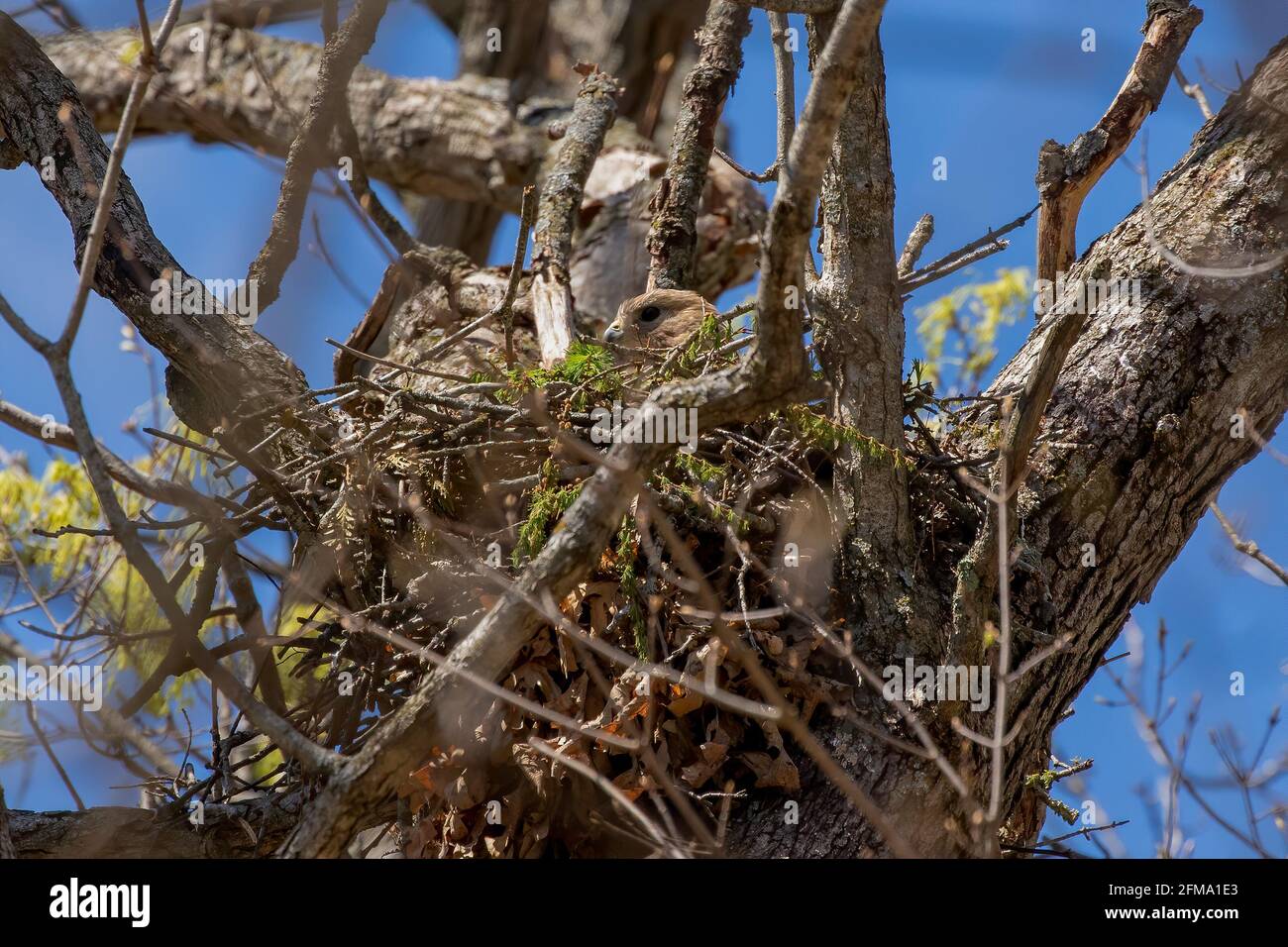 Red shouldered hawk female hi-res stock photography and images - Alamy