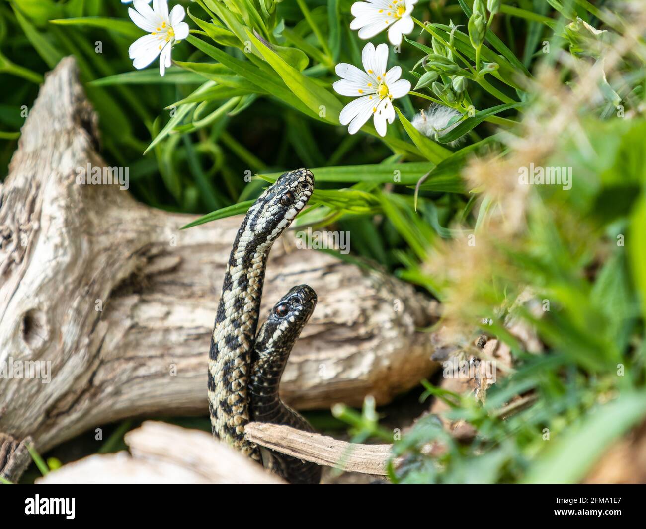 Adders fighting hi-res stock photography and images - Alamy