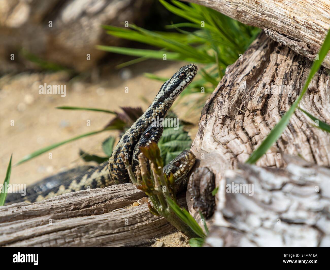 Adder Dance. Male Adders Dacing / Fighting for Dominace Stock Photo - Alamy