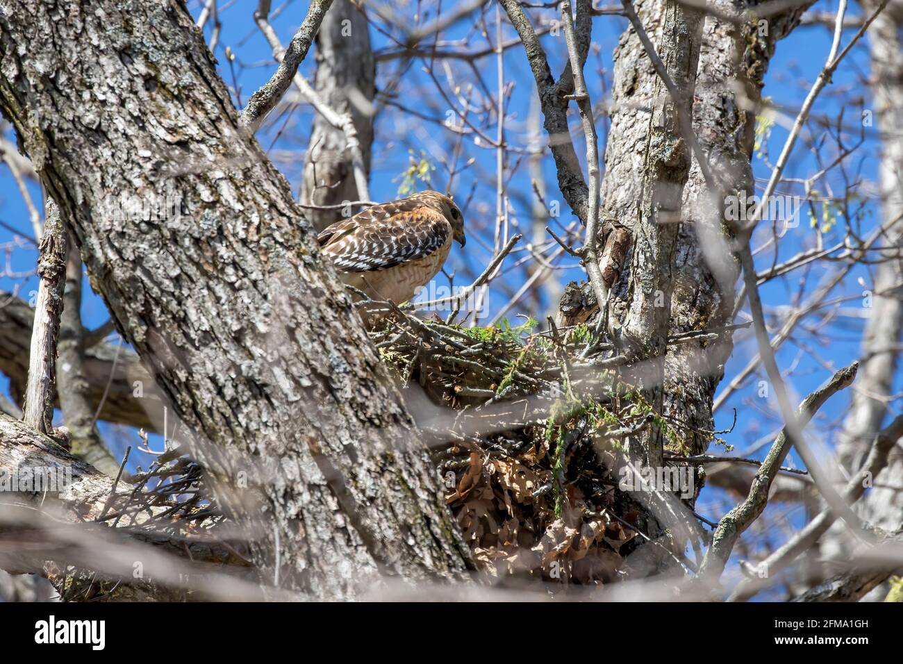 Red shouldered hawk nest hi-res stock photography and images - Alamy