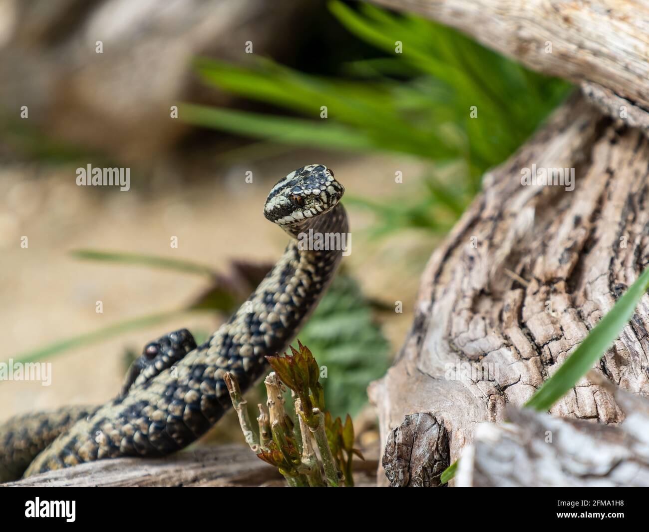 Adders fighting hi-res stock photography and images - Alamy