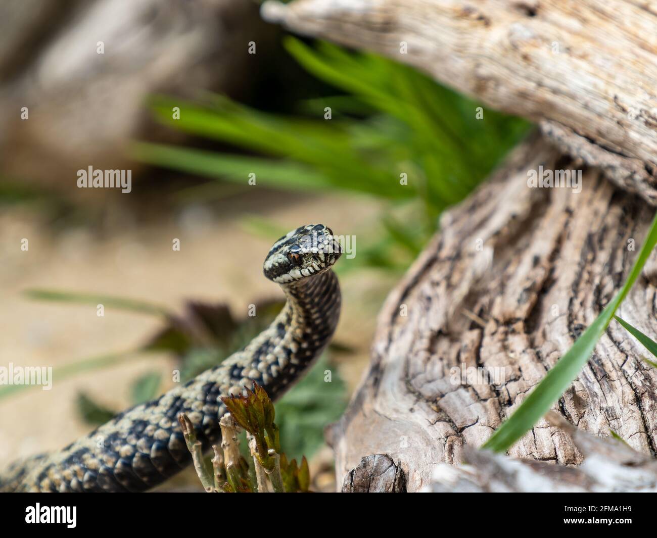 Male Adder Snake. Close up of Head Stock Photo - Alamy