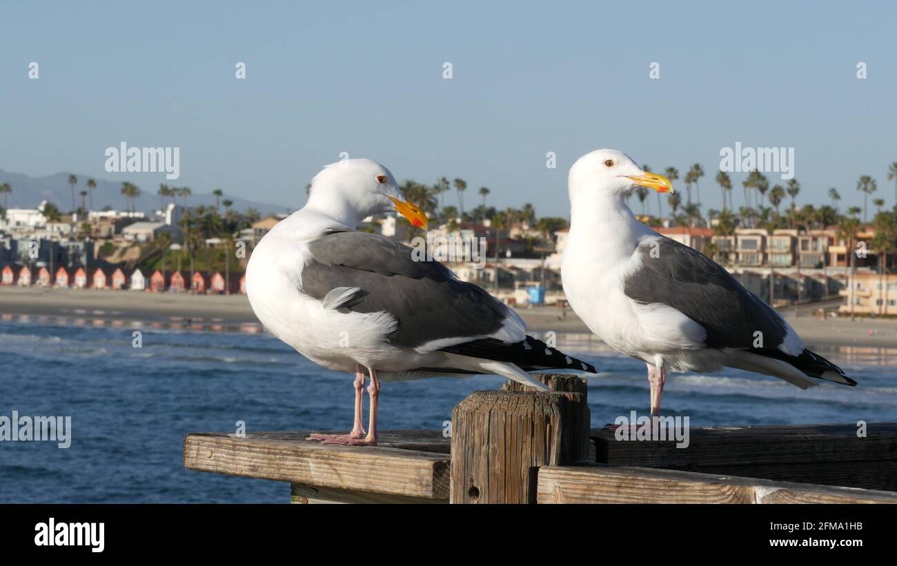 Seagull on pier in oceanside hi-res stock photography and images - Alamy