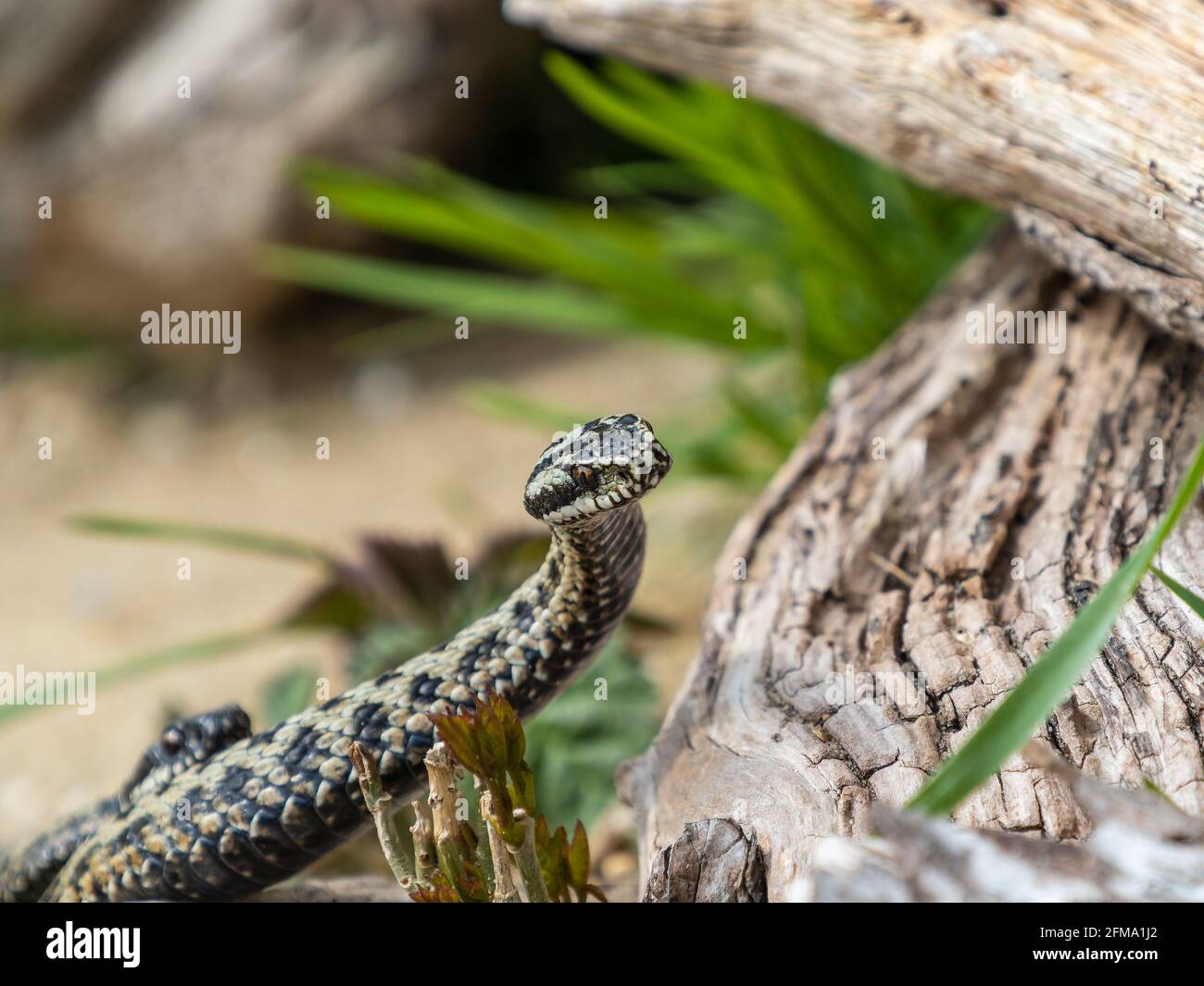 Adder Dance. Male Adders Dacing / Fighting for Dominace Stock Photo - Alamy