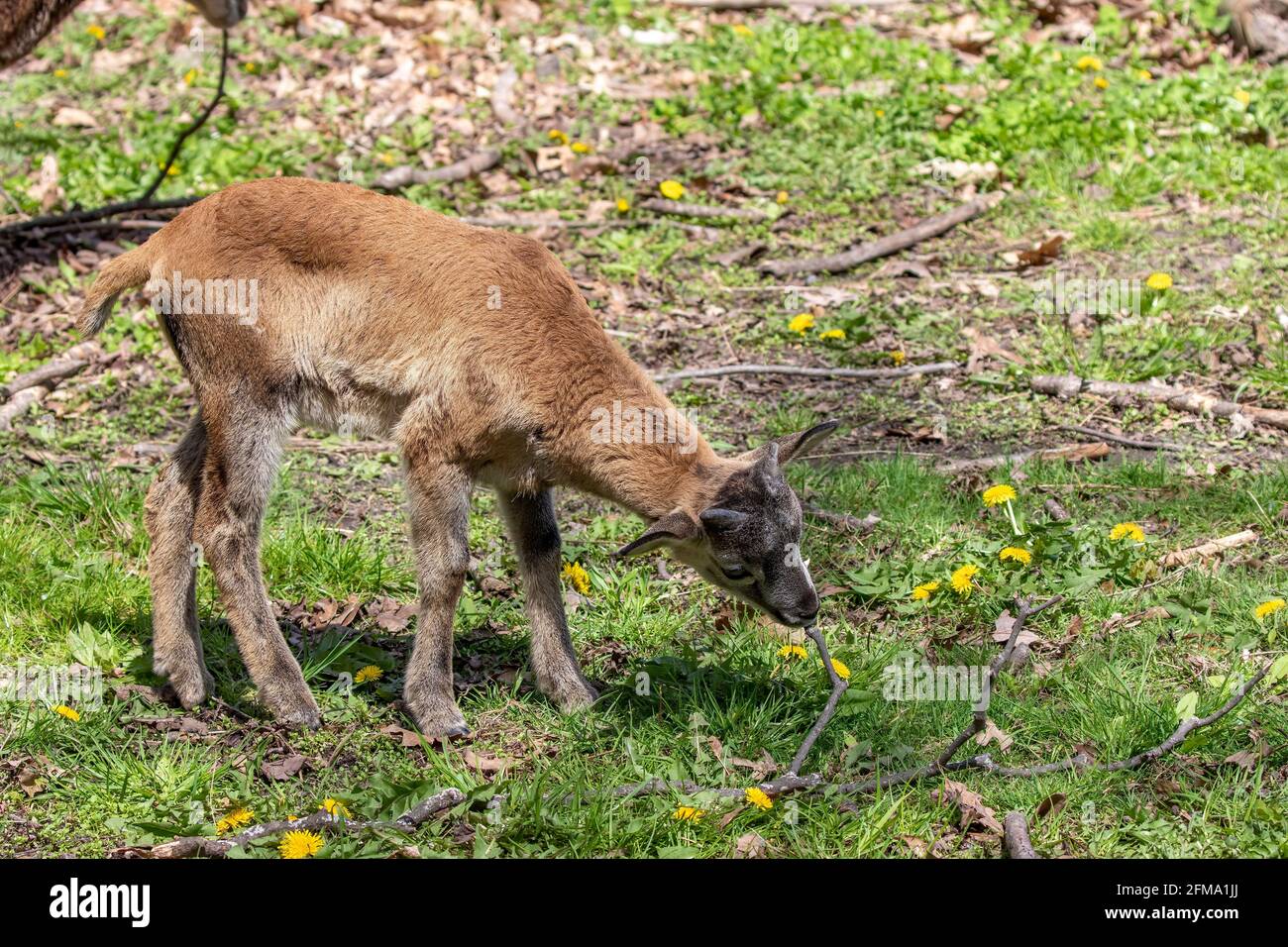Baby mouflon hi-res stock photography and images - Alamy