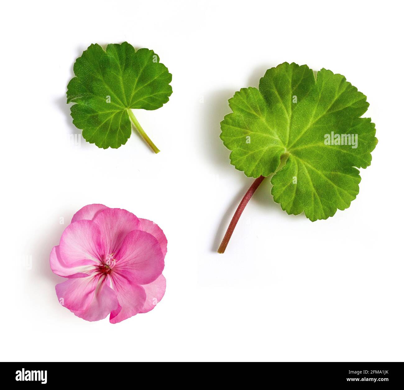 geranium flower and leaves isolated on white background, top view Stock ...