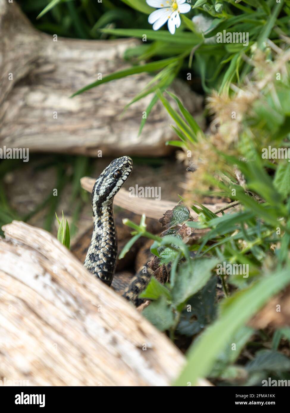 Male Adder Snake. Close up of Head Stock Photo - Alamy
