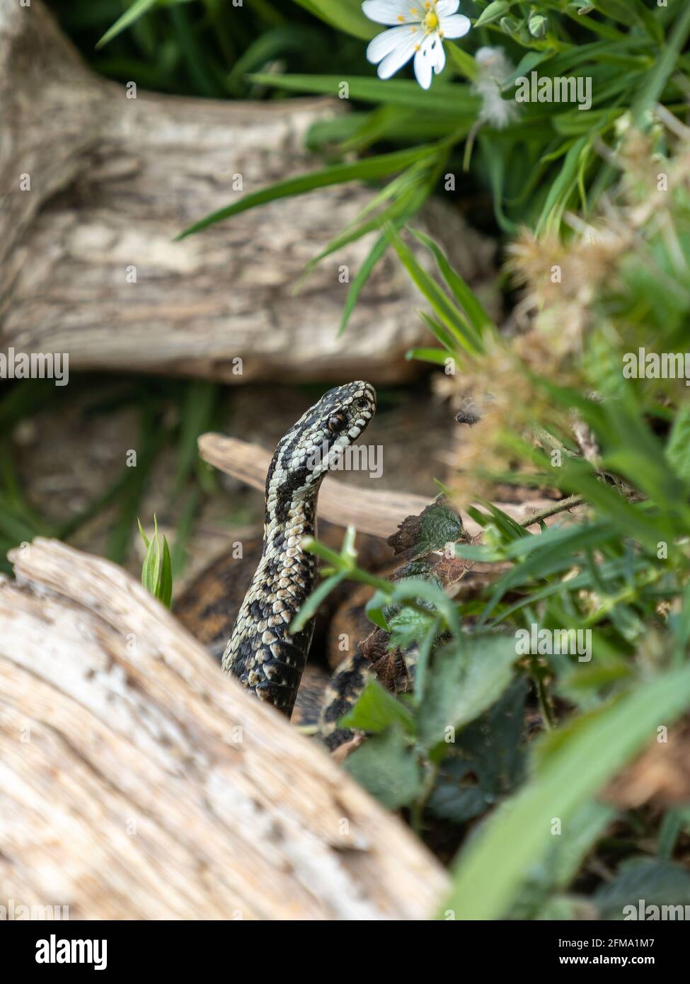Male Adder Snake. Close up of Head Stock Photo - Alamy