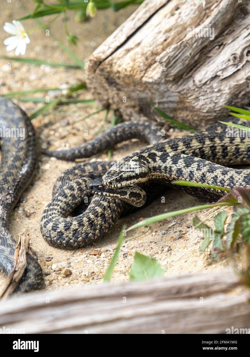 Adder Dance. Male Adders Dacing / Fighting for Dominace Stock Photo - Alamy