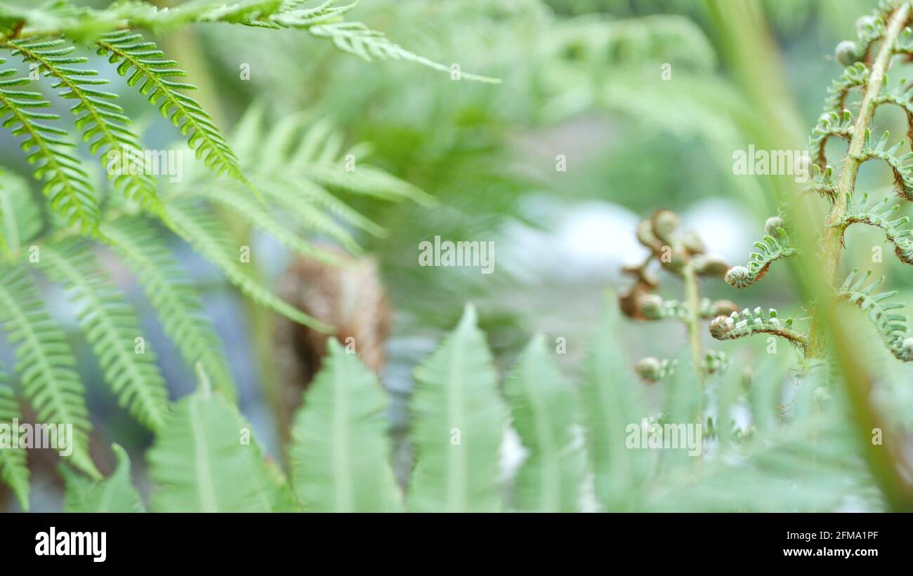 Fern fresh new young green leaves. Exotic tropical amazon jungle ...