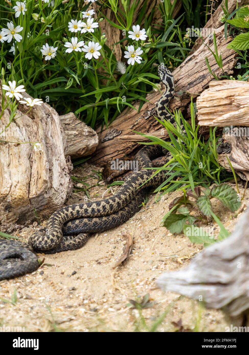 Adder dance uk hi-res stock photography and images - Alamy