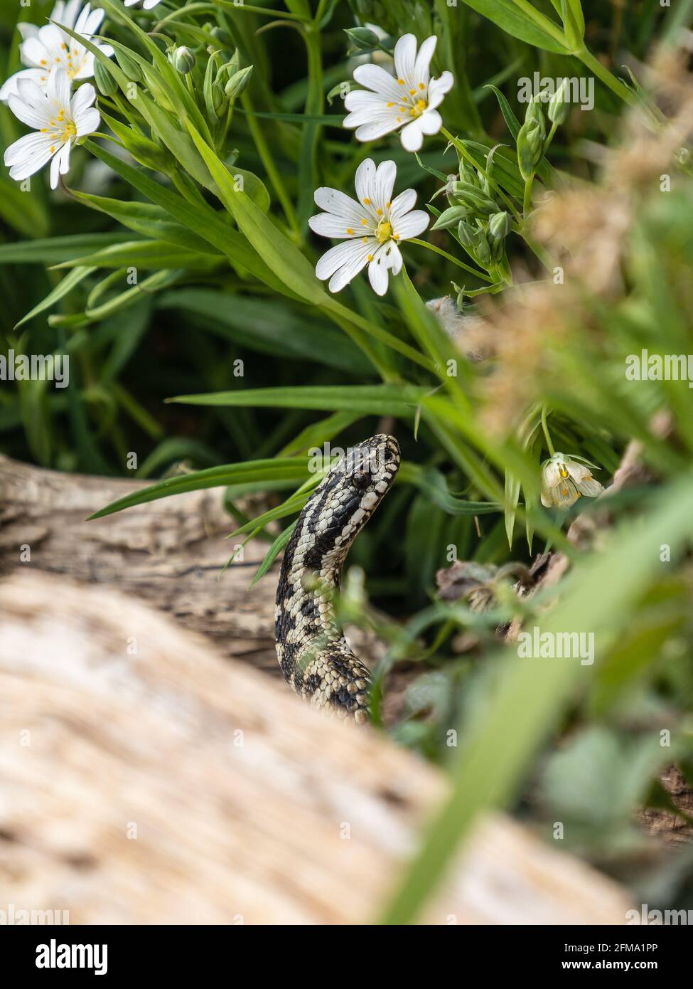 Adder Dance. Male Adders Dacing / Fighting for Dominace Stock Photo - Alamy