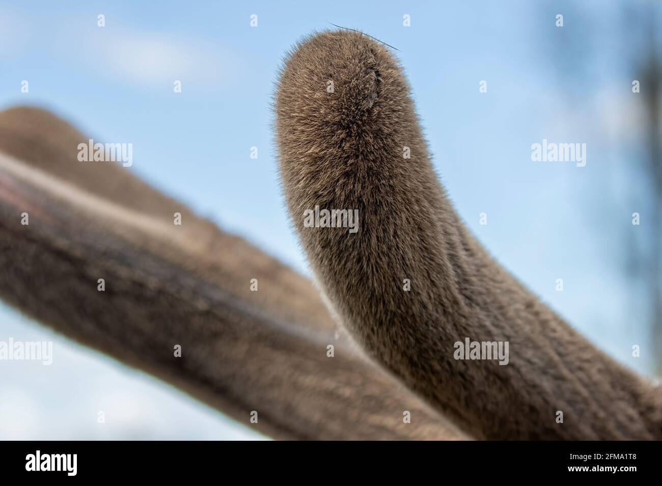Chinese elk hi-res stock photography and images - Alamy