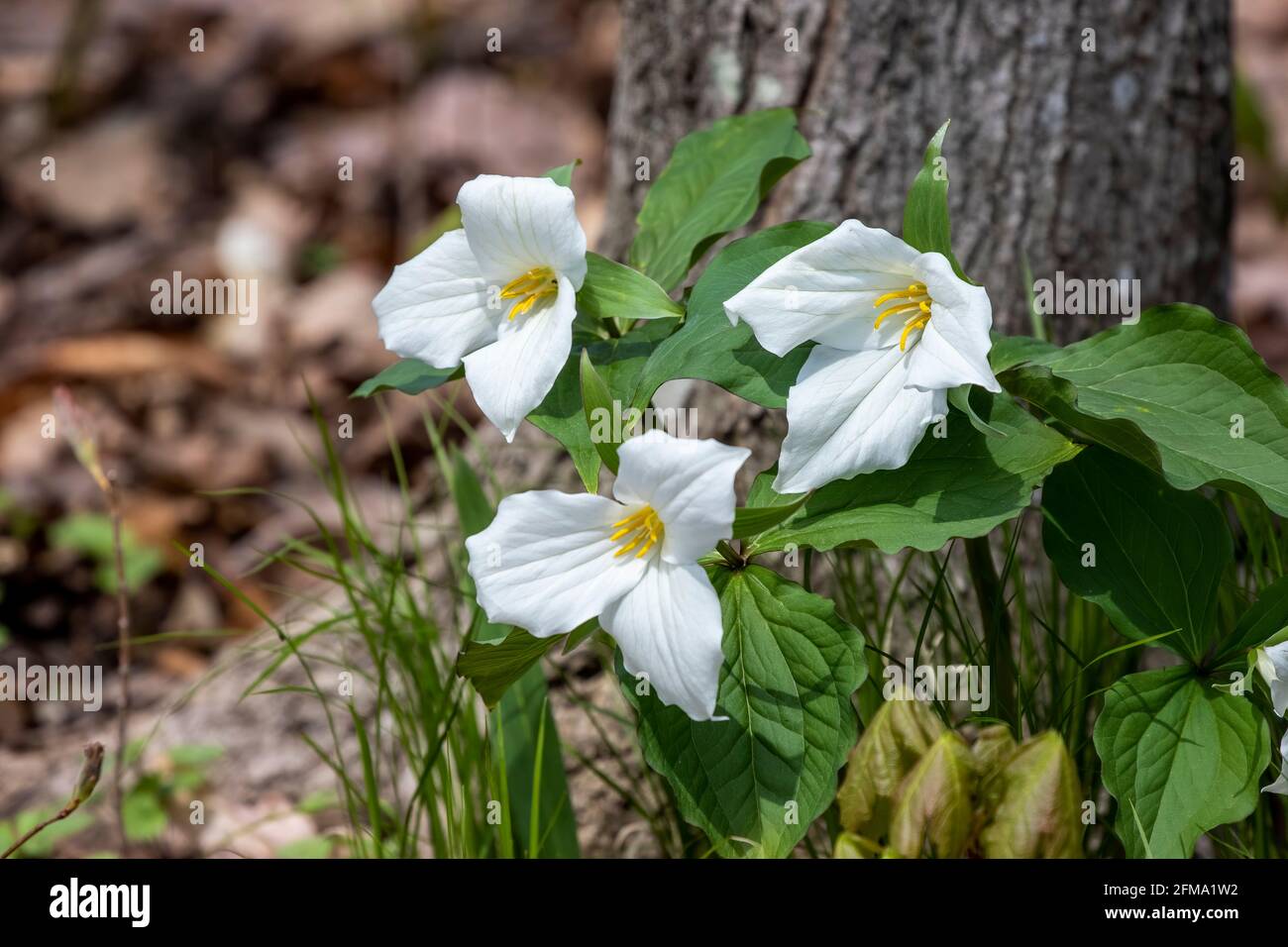 The white trillium (Trillium grandiflorum) the plant is native to ...