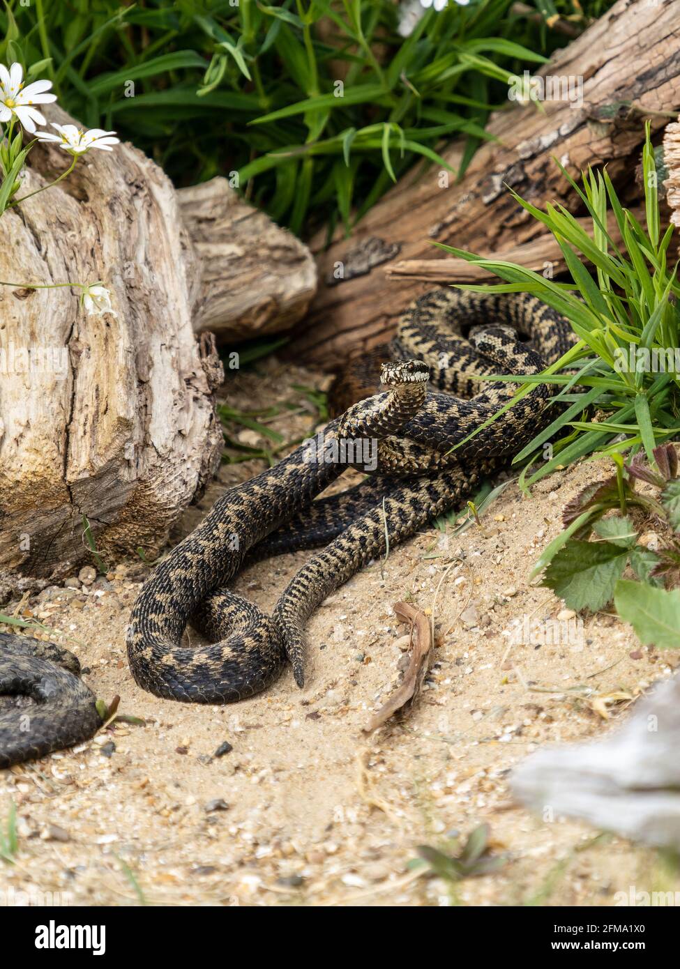 Adder Dance. Male Adders Dacing / Fighting for Dominace Stock Photo - Alamy