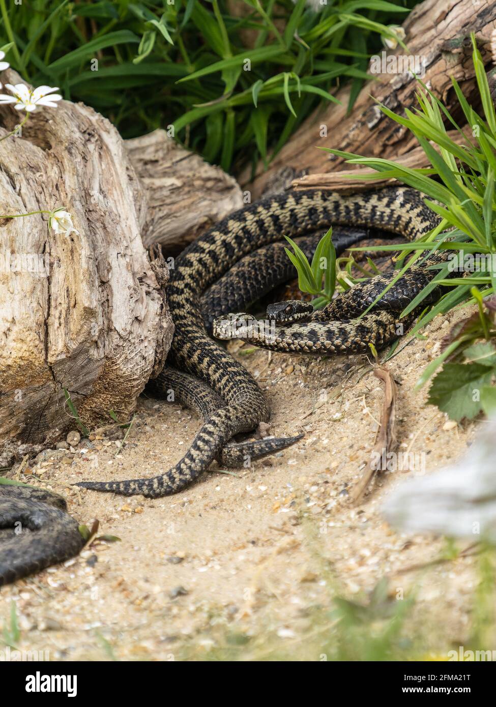 Adder Dance. Male Adders Dacing / Fighting for Dominace Stock Photo - Alamy
