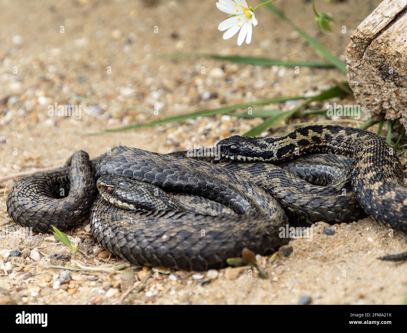 Adders fighting hi-res stock photography and images - Alamy