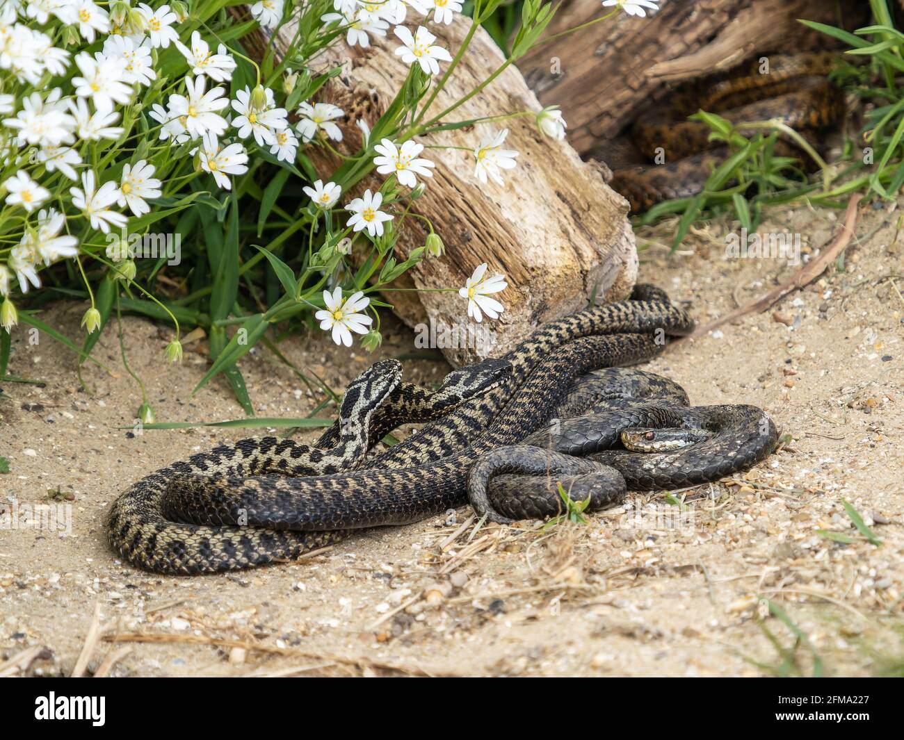 Adder Dance. Male Adders Dacing / Fighting for Dominace Stock Photo - Alamy