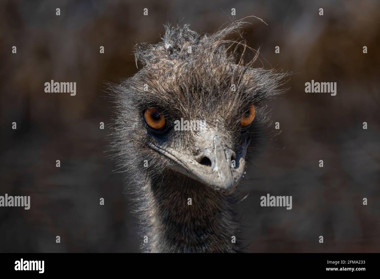 The Emu (Dromaius novaehollandiae),large bird,cultural icon of ...