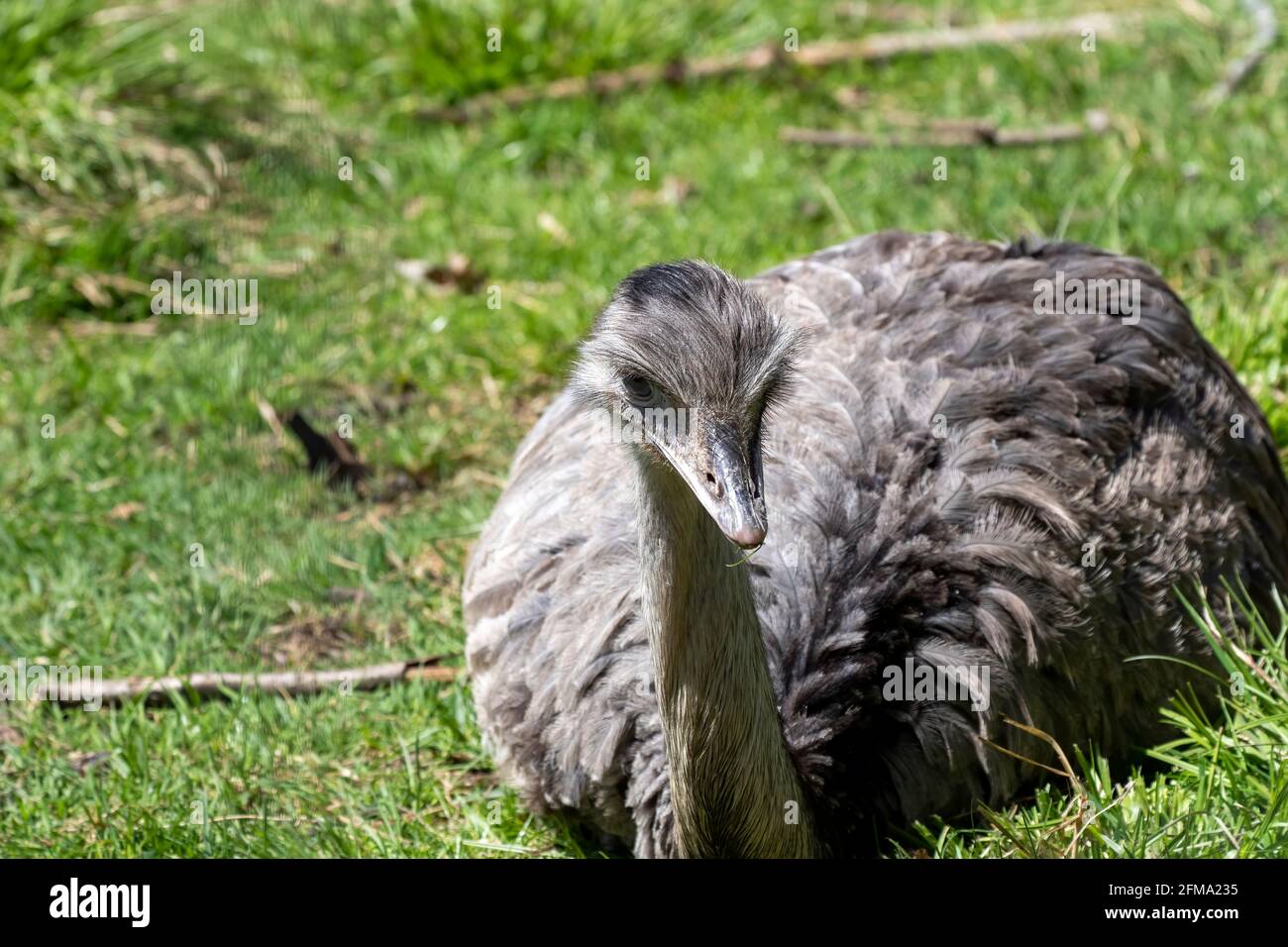 The greater or American rhea (Rhea americana), bird native to south ...