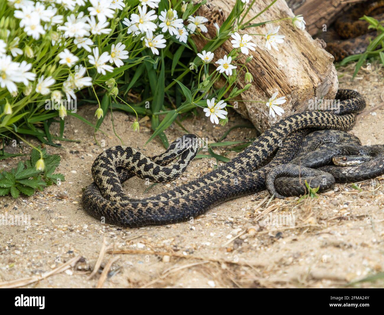 Adder Dance. Male Adders Dacing / Fighting for Dominace Stock Photo - Alamy