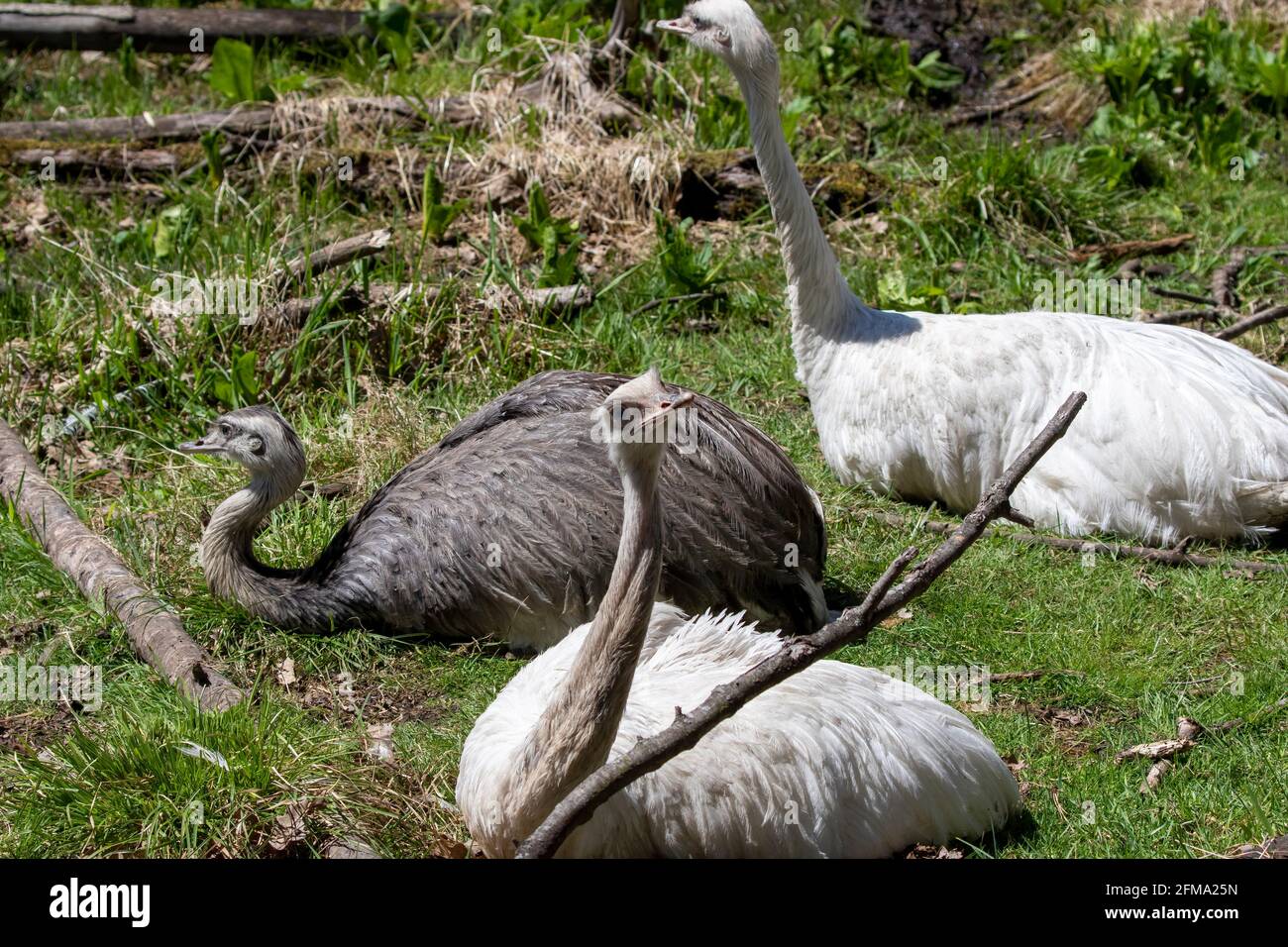 Head the greater or American rhea (Rhea americana), native to south ...