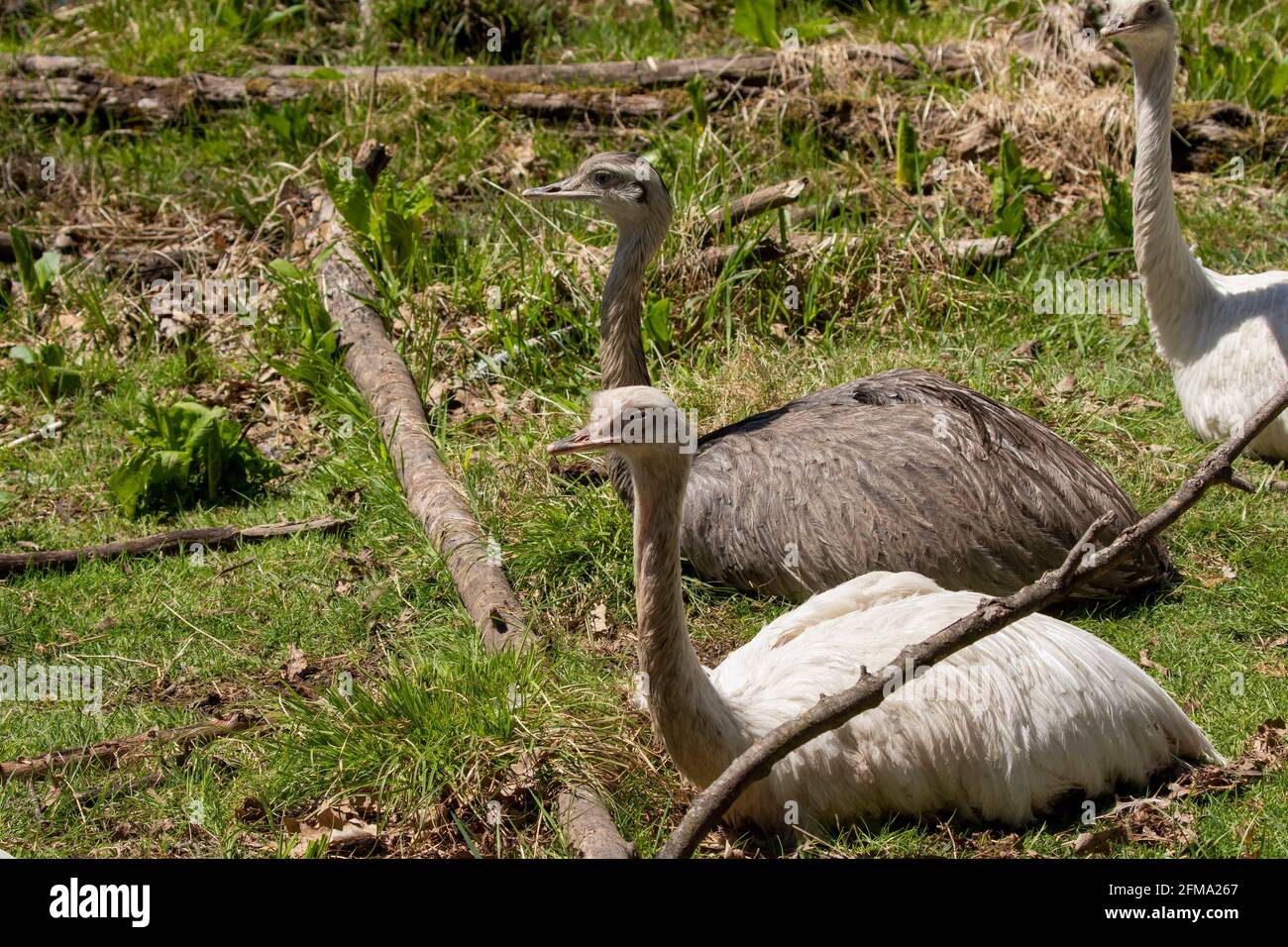 Head the greater or American rhea (Rhea americana), native to south ...