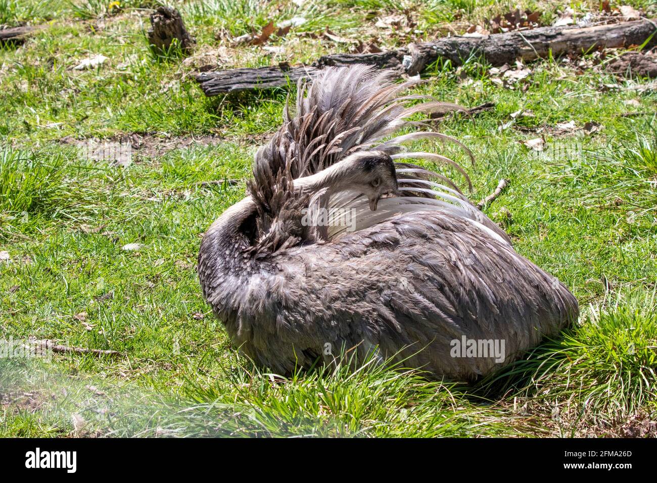 The greater or American rhea (Rhea americana), bird native to south ...