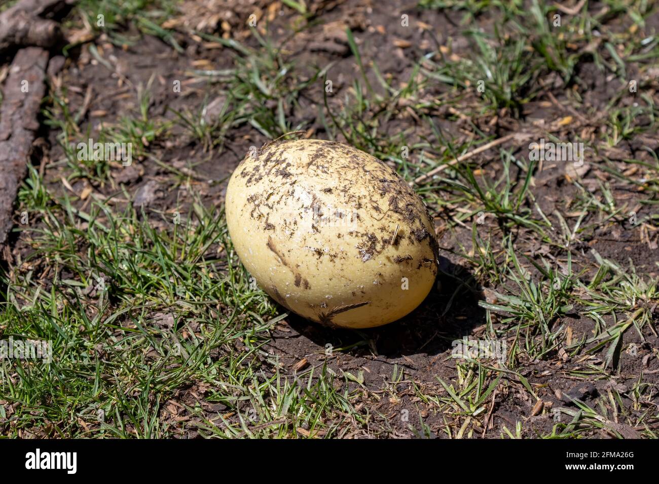 The greater or American rhea (Rhea americana), egg Stock Photo - Alamy