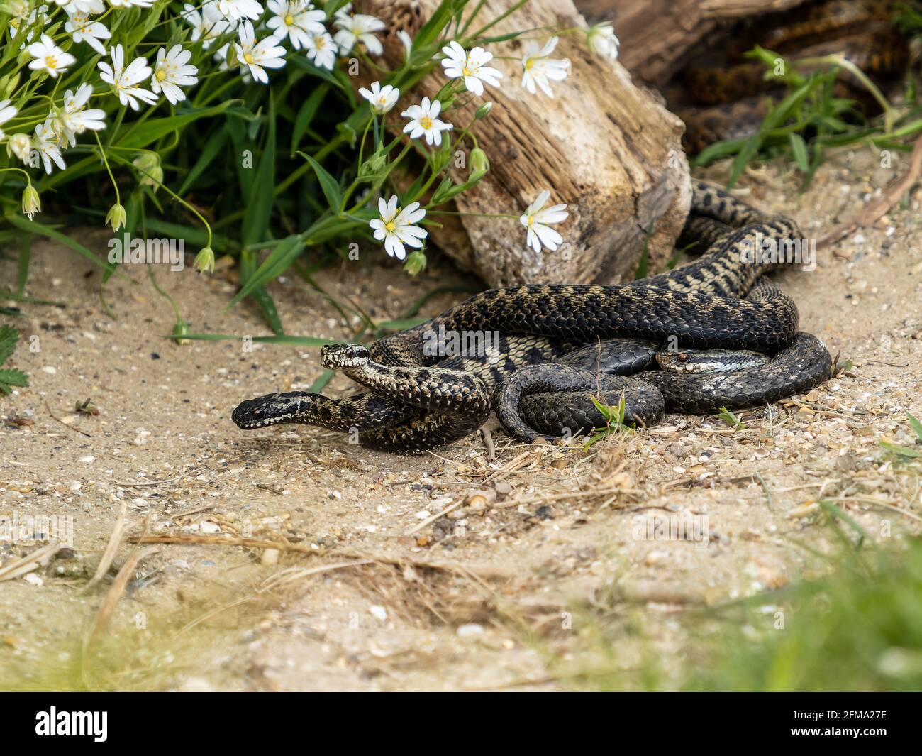 Adder Dance. Male Adders Dacing / Fighting for Dominace Stock Photo - Alamy