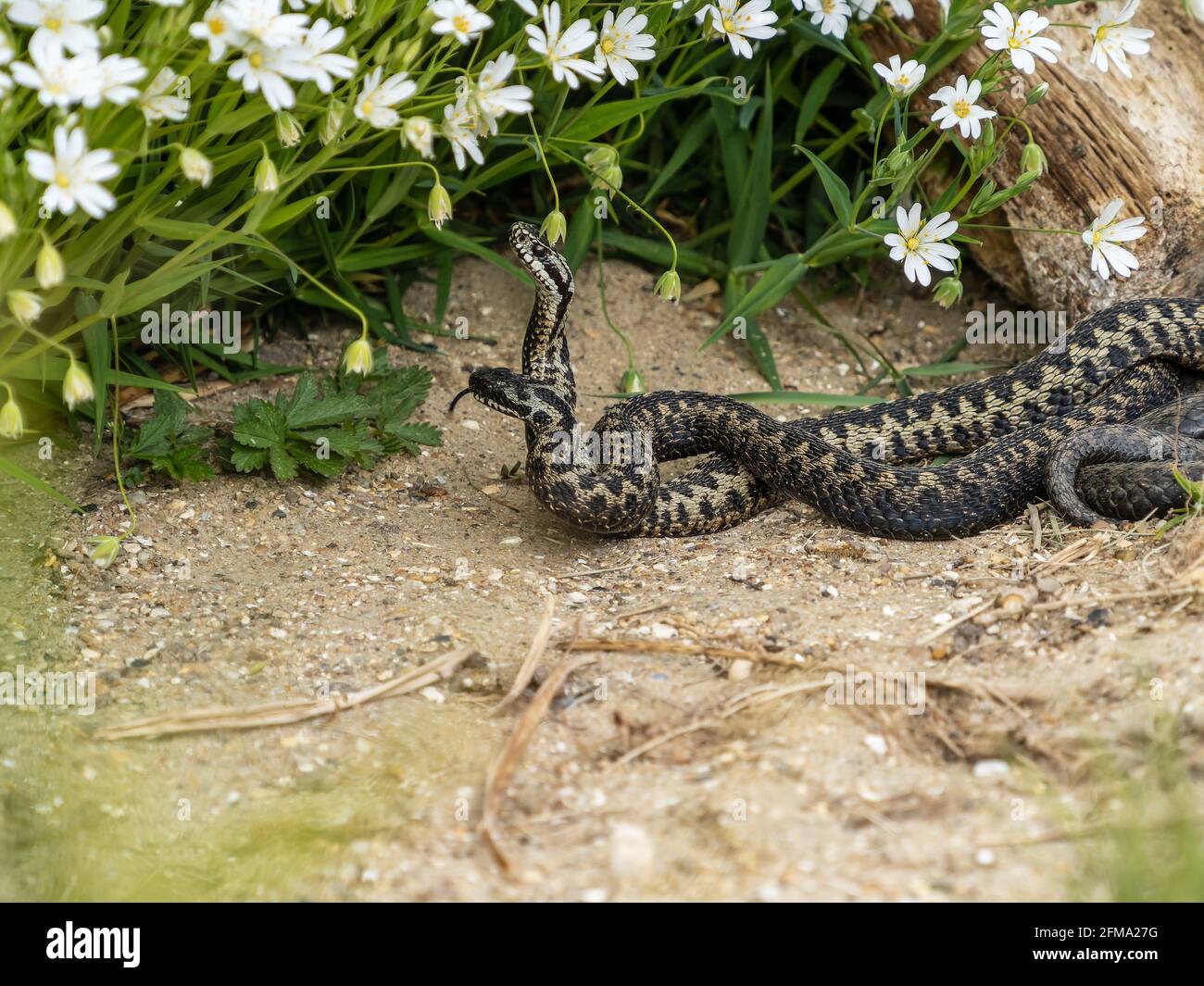 Adders fighting hi-res stock photography and images - Alamy
