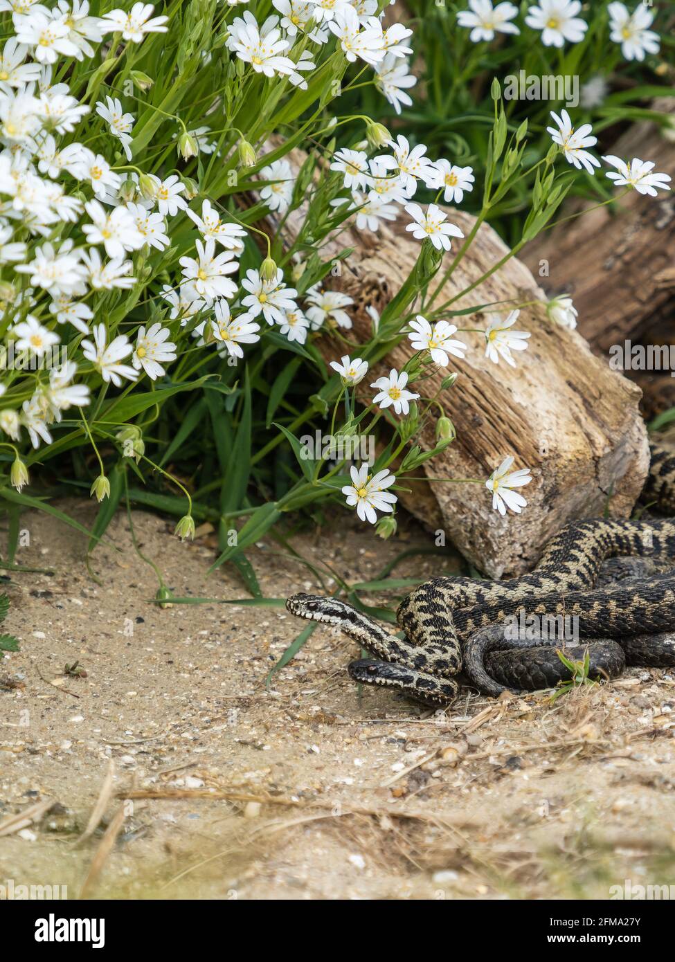 Adder dance uk hi-res stock photography and images - Alamy