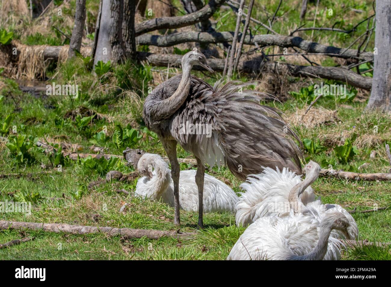 Head the greater or American rhea (Rhea americana), native to south ...