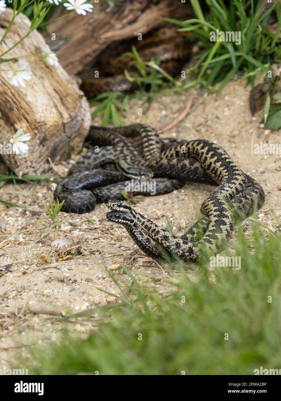 Dance of the adders hi-res stock photography and images - Alamy