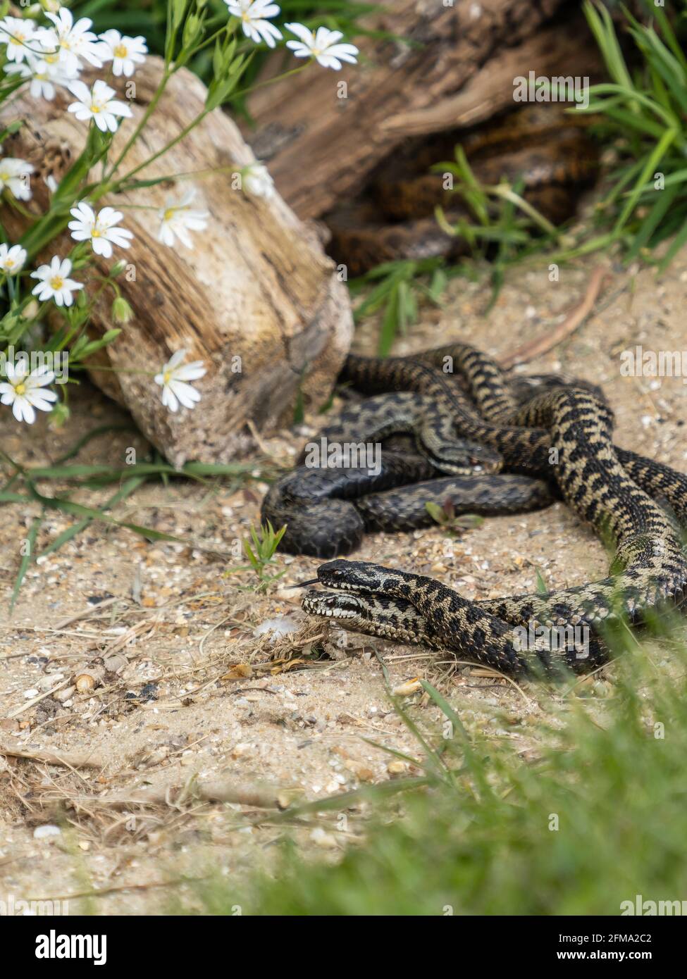 Adder Dance. Male Adders Dacing / Fighting for Dominace Stock Photo - Alamy