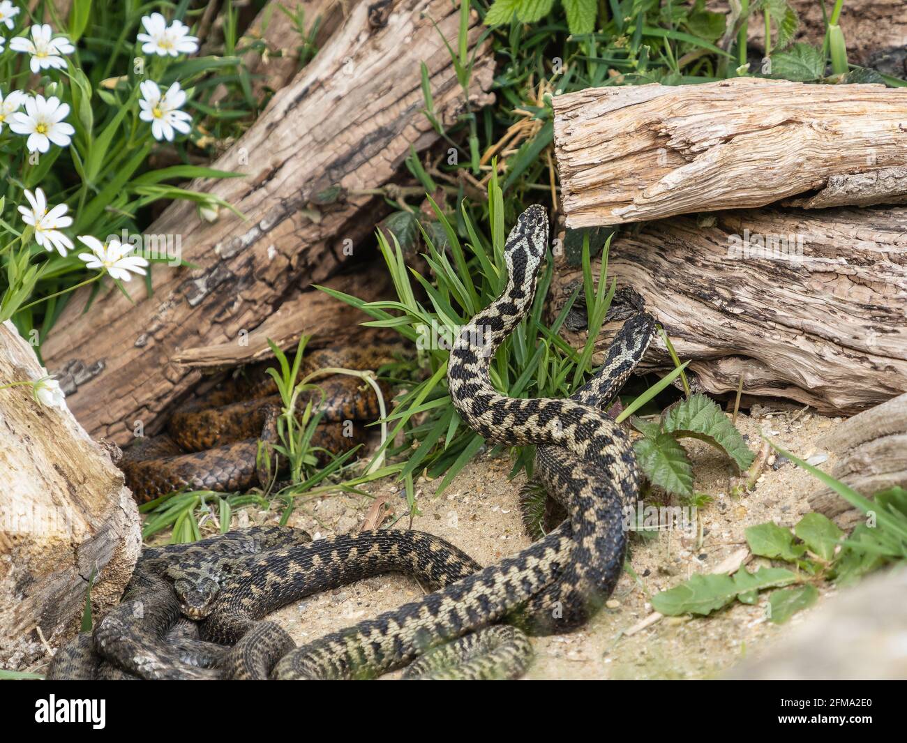 Adders fighting hi-res stock photography and images - Alamy