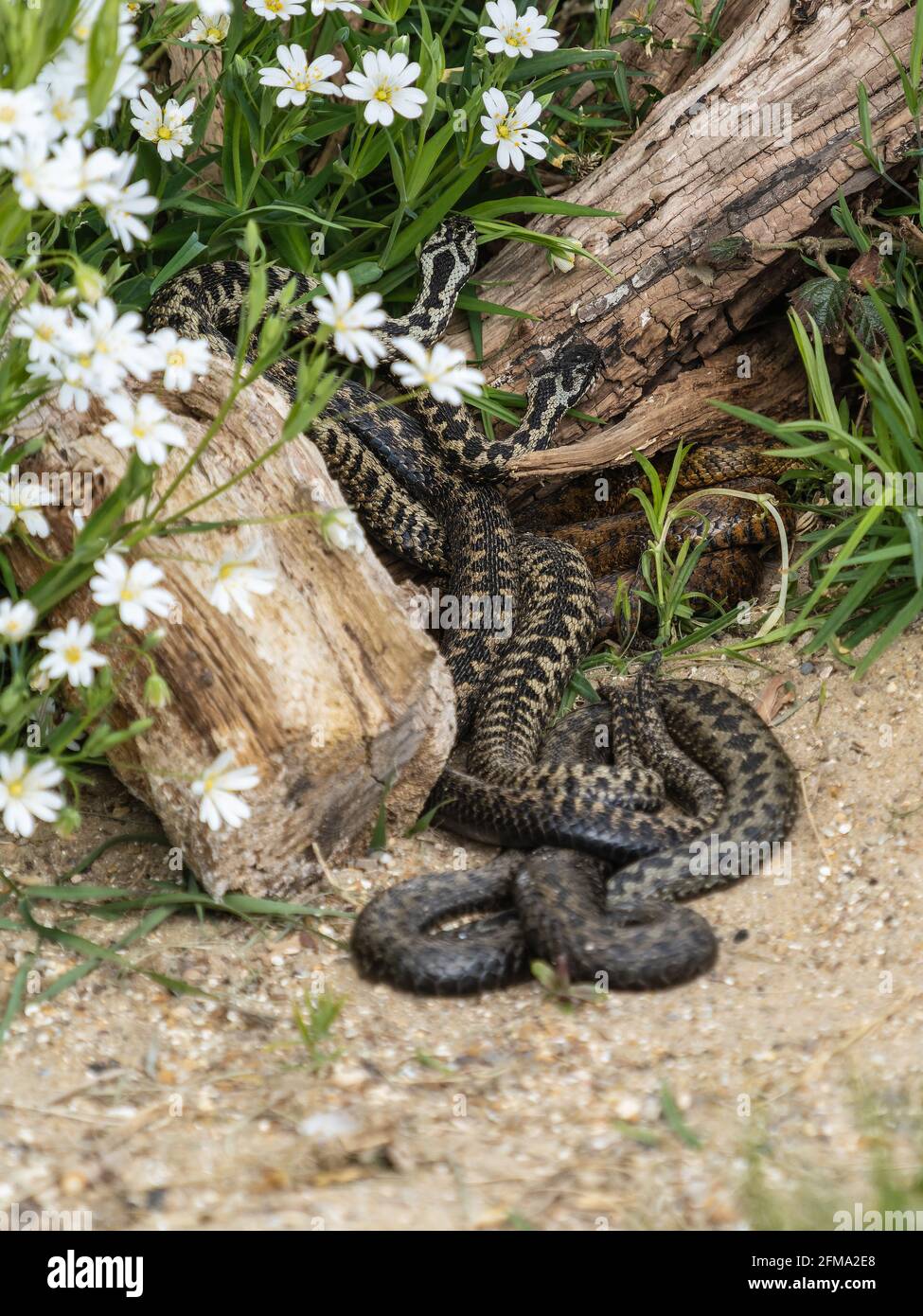 Adder Dance. Male Adders Dacing / Fighting for Dominace Stock Photo - Alamy