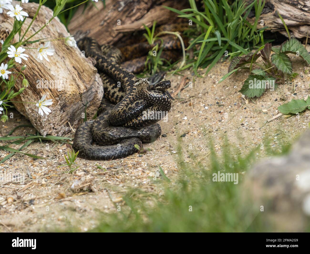 Adder Dance. Male Adders Dacing / Fighting for Dominace Stock Photo - Alamy