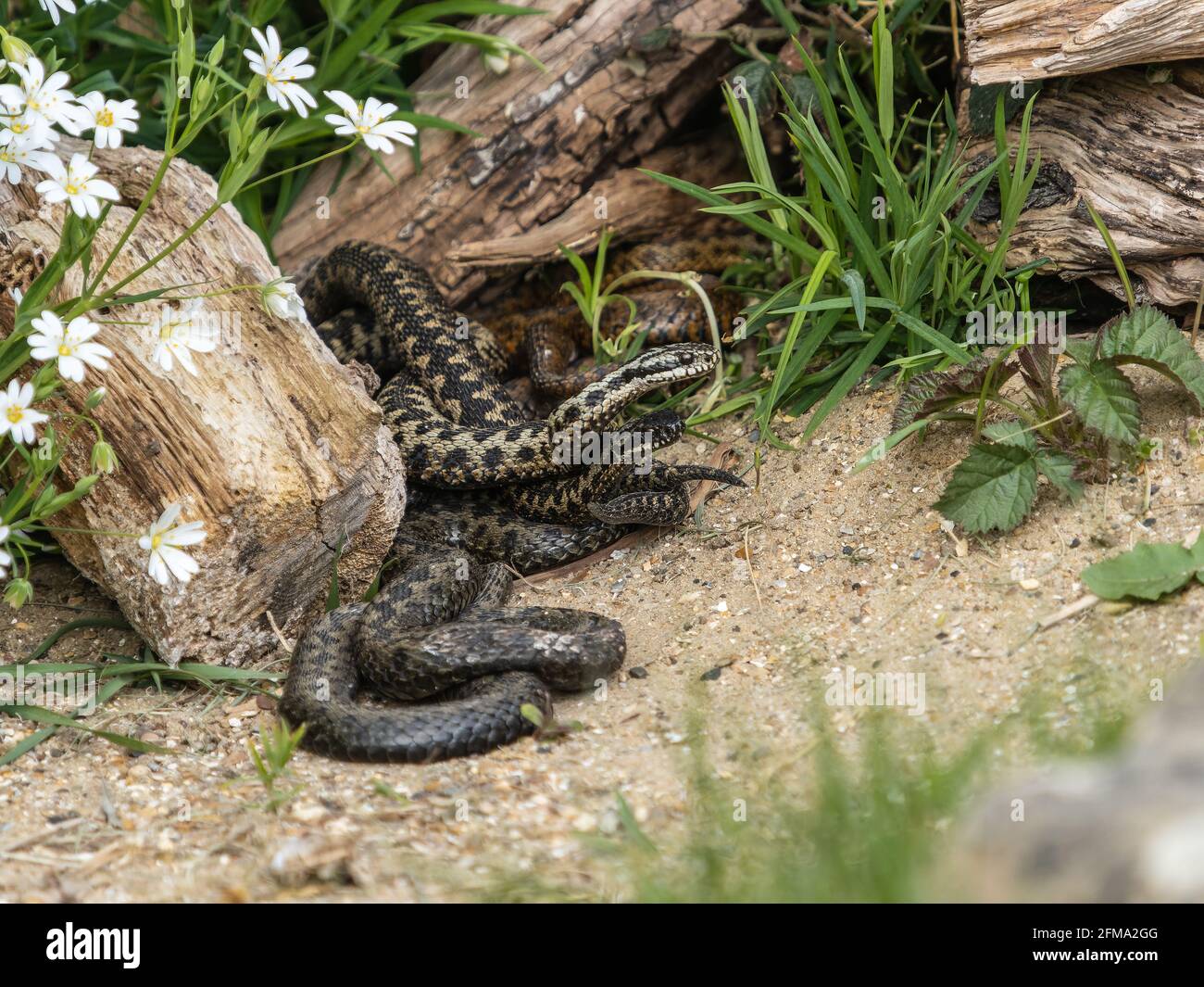 Dancing adders hi-res stock photography and images - Alamy