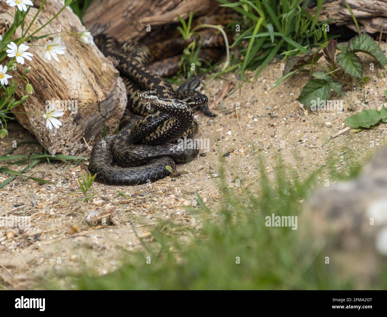 Adder Dance. Male Adders Dacing / Fighting for Dominace Stock Photo - Alamy