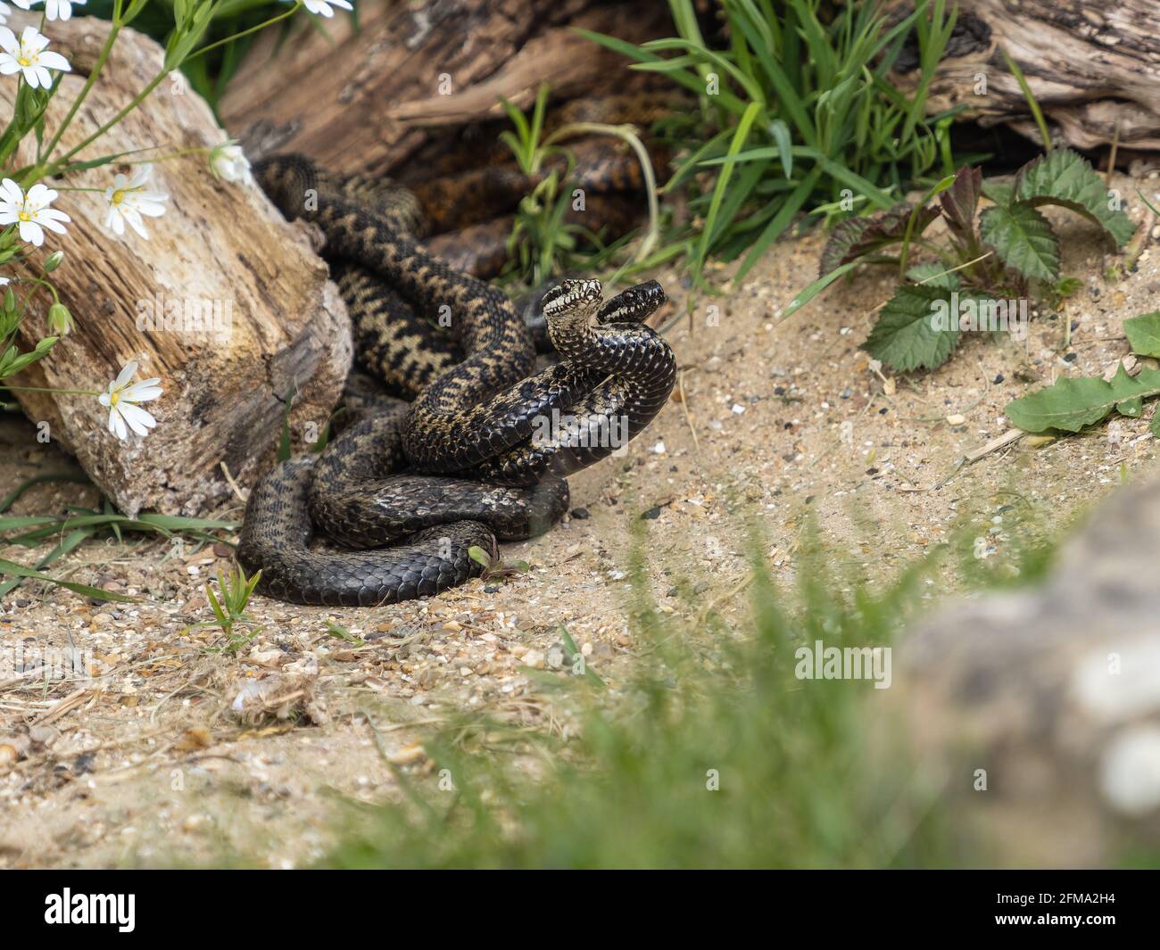 Adder dance uk hi-res stock photography and images - Alamy