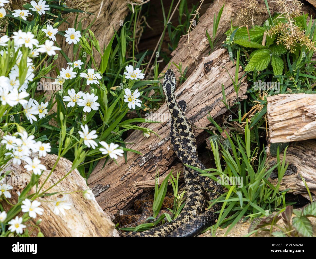 Adder Dance. Male Adders Dacing / Fighting for Dominace Stock Photo - Alamy
