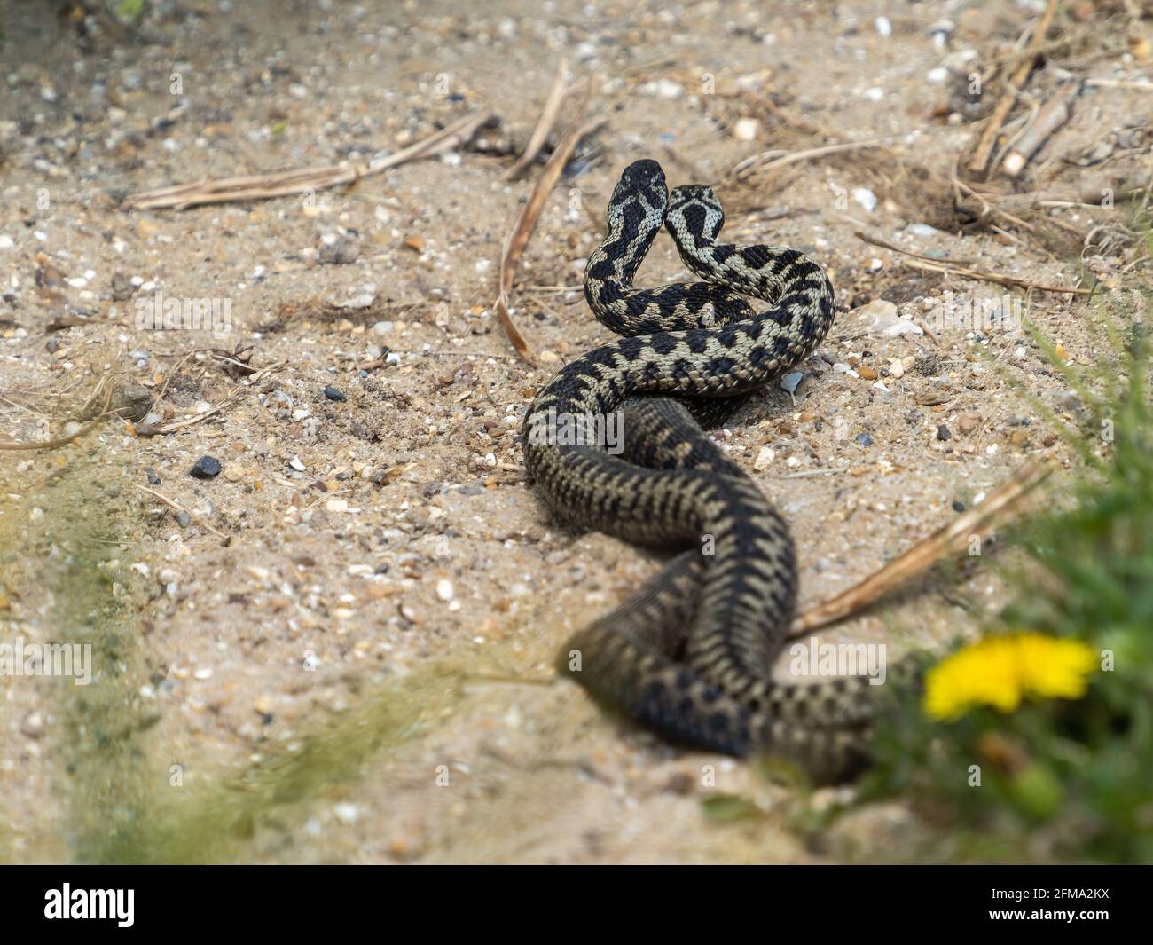 Adder Dance. Male Adders Dacing / Fighting for Dominace Stock Photo - Alamy