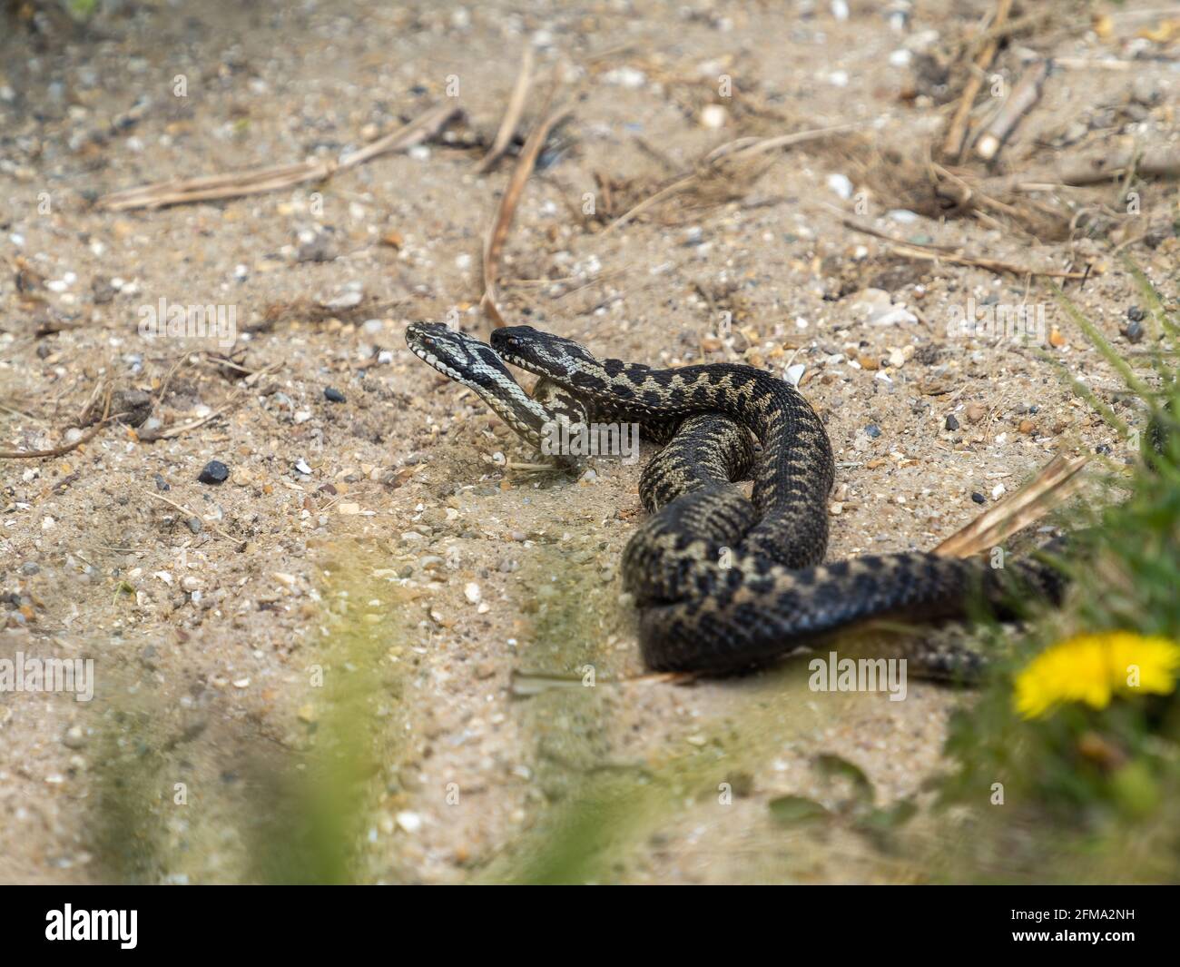 Male adders dancing uk hi-res stock photography and images - Alamy