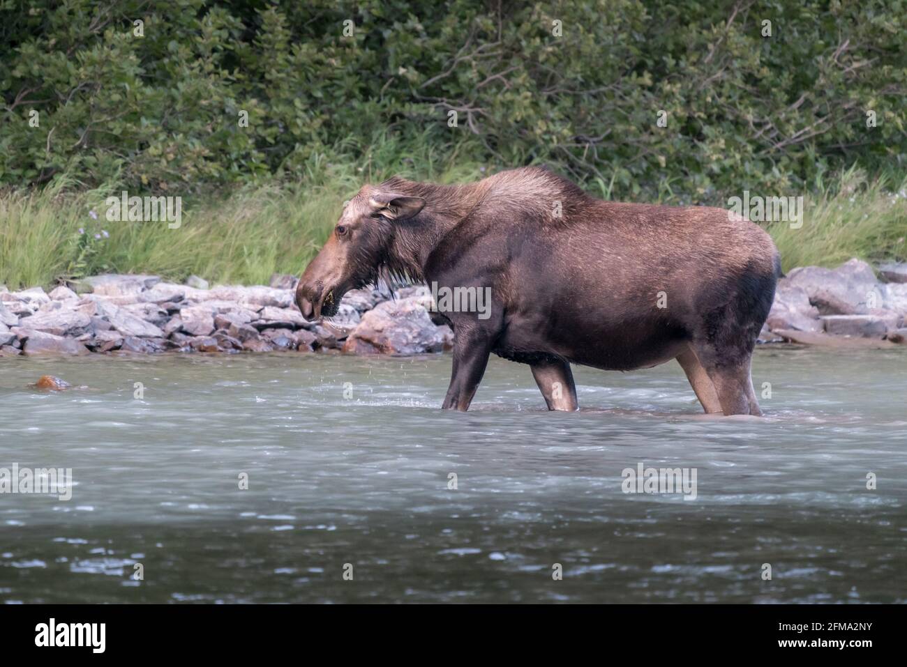 Huge moose cow walking across the river, feeding on underwater grass ...
