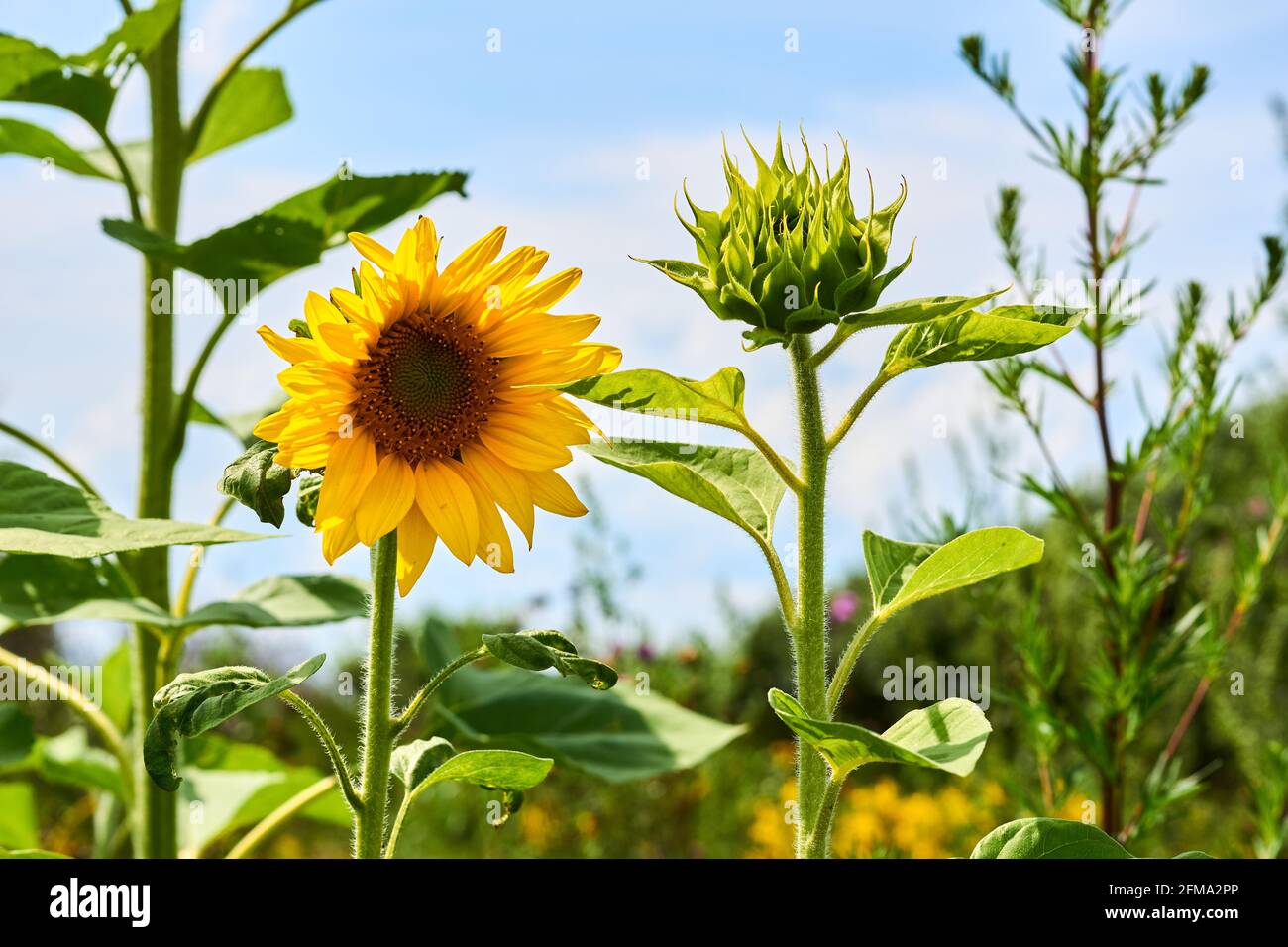 Sunflower isolation hi-res stock photography and images - Alamy