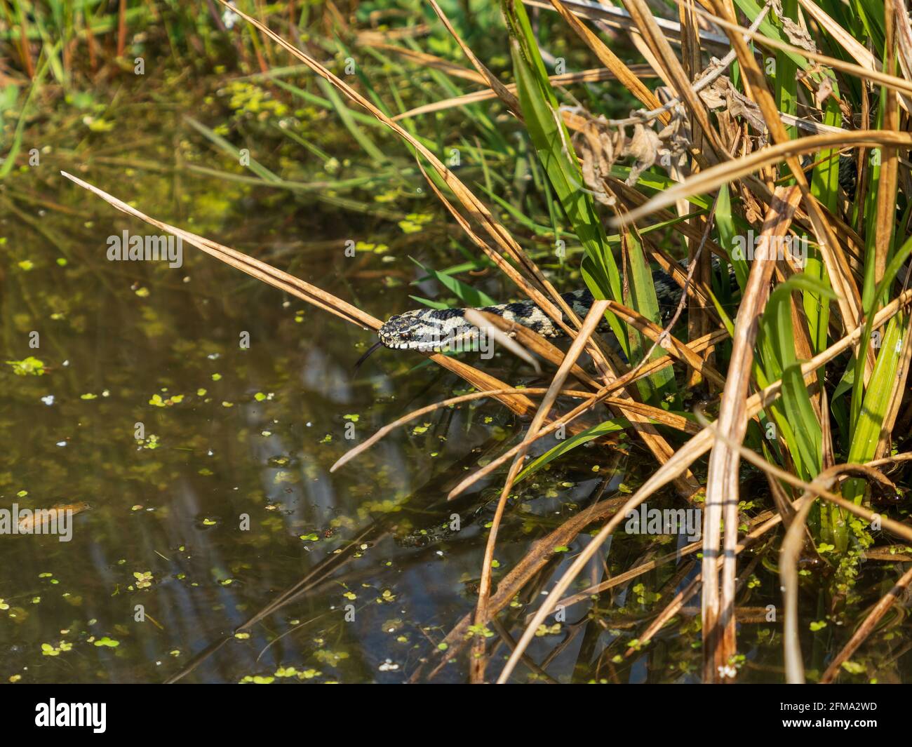 Water adder hi-res stock photography and images - Alamy