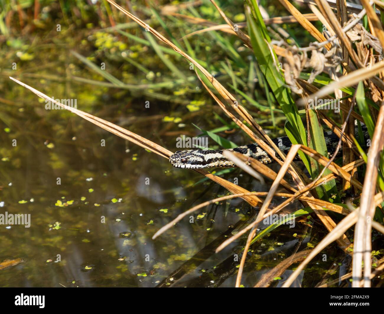 Water adder hi-res stock photography and images - Alamy
