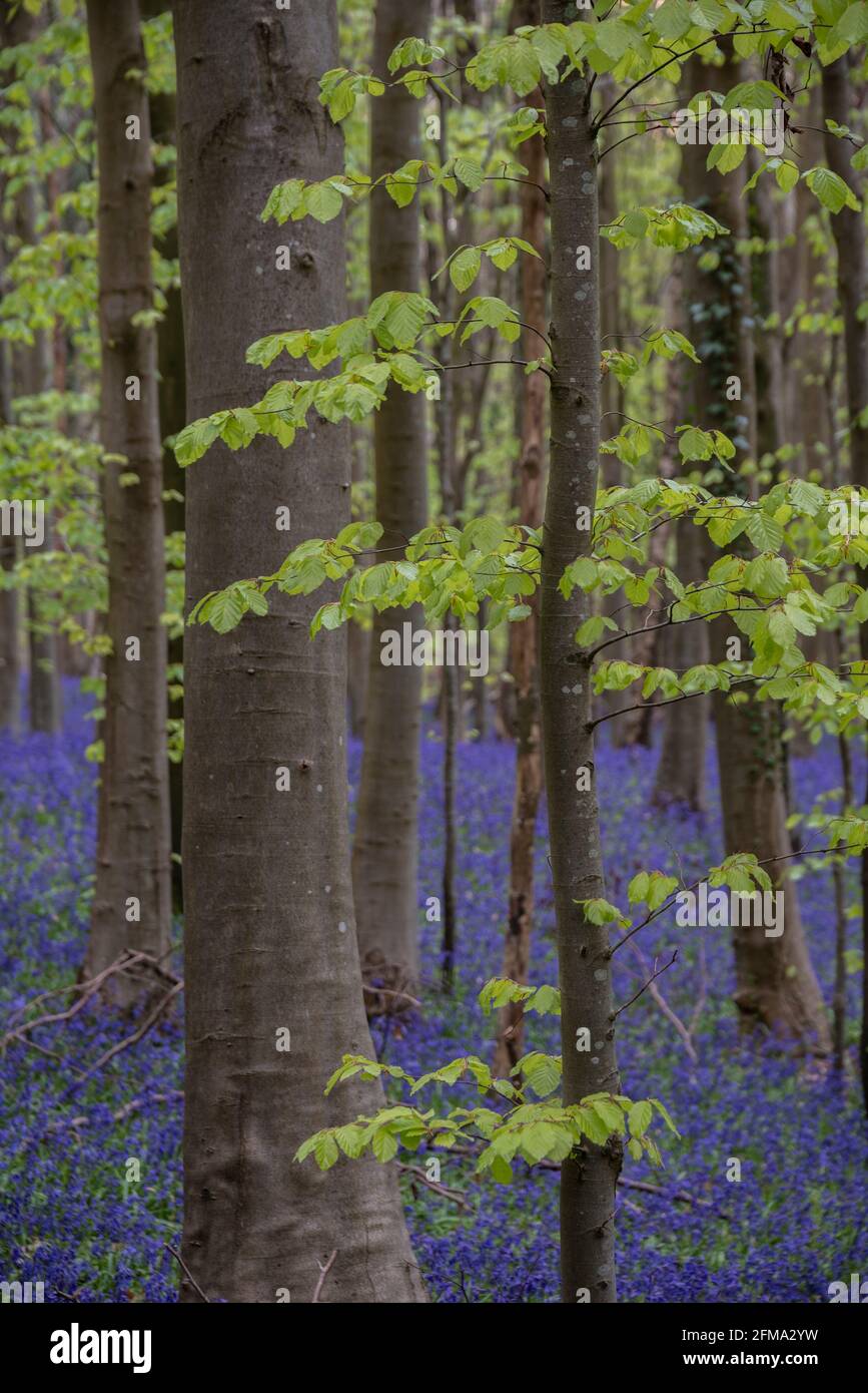 Beautiful soft spring light in bluebell woods in English countryside ...